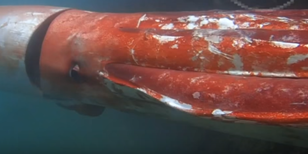 Video captures sighting of rare giant squid in Japan