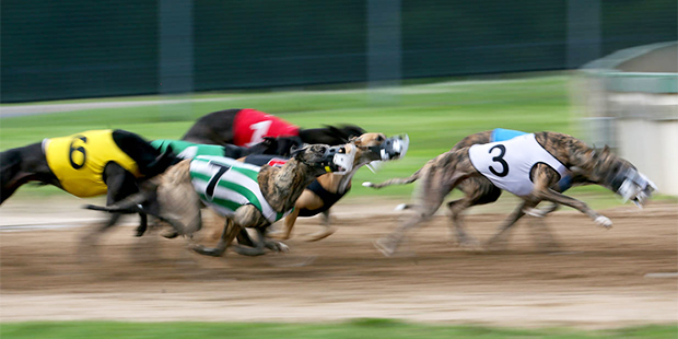 Live racing at Tucson Greyhound Park could come to end