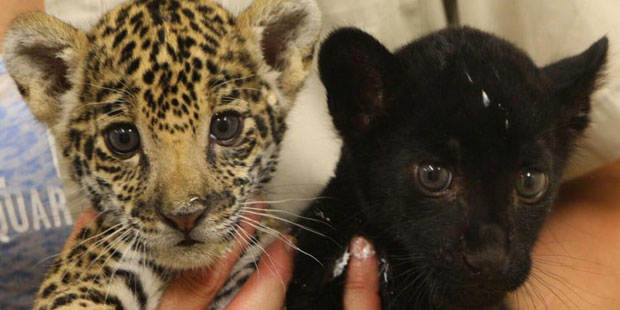 Zoo Babies: Check out the World Wildlife Zoo's newest residents