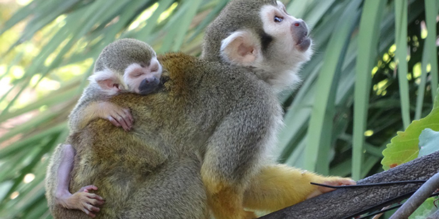 Phoenix Zoo welcomes first baby squirrel monkey in nearly a decade