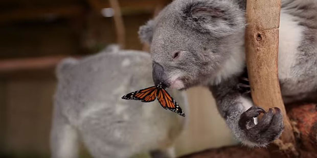 Butterfly spoils a koala's photo shoot