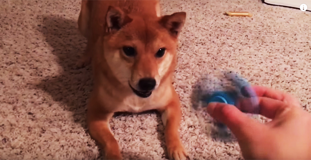 Watch this video of a puppy getting scared of a fidget spinner