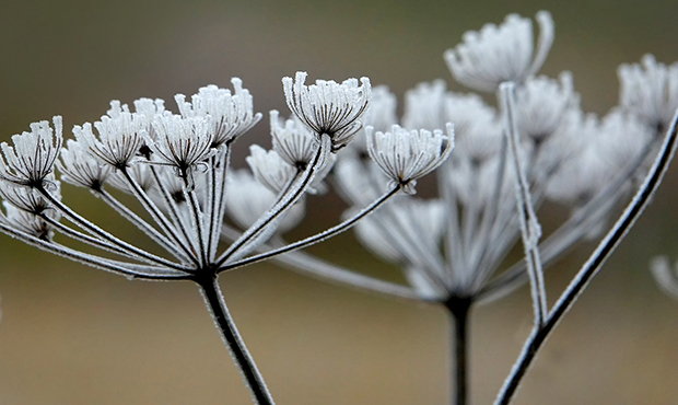 Frost 101: What you need to know about frosty weather in Arizona