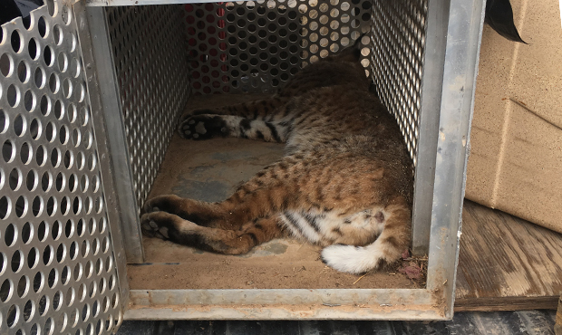 Bobcats cause lockdown at Phoenix-area high school