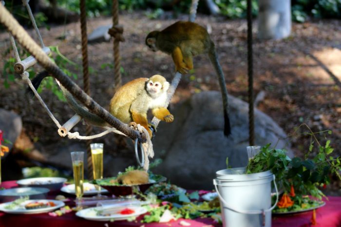 Thanksgiving comes early for adorable monkeys at Phoenix Zoo