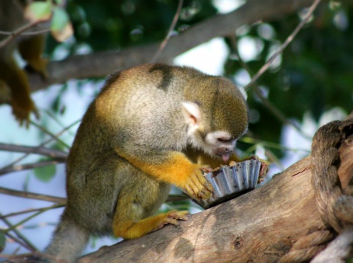 Thanksgiving comes early for adorable monkeys at Phoenix Zoo