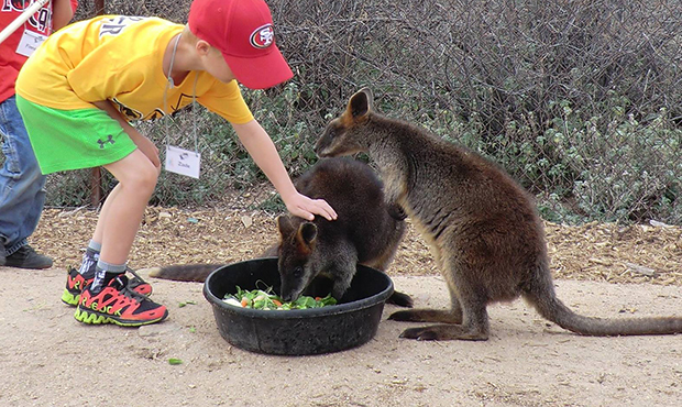Fire breaks out at northern Arizona zoo; wallaby dies, another hurt