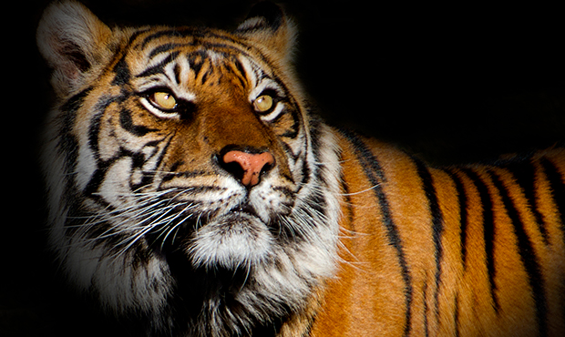 16-year-old Sumatran tiger at Phoenix Zoo dies of health problems