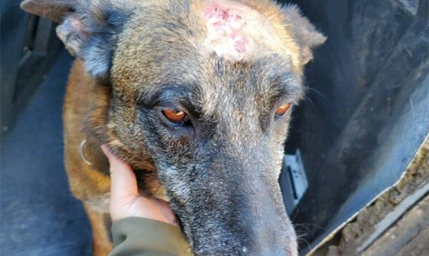 MCSO K9 injured following barricade situation in West Valley
