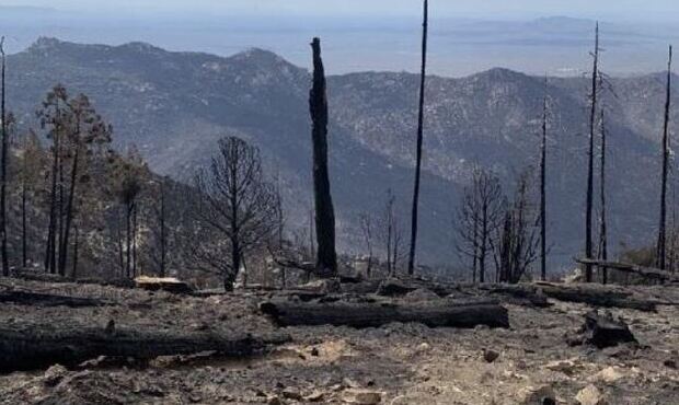 Bighorn Fire spreads near Tucson, grows to 118,000 acres