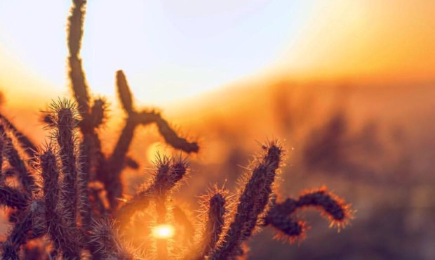 Phoenix breaks daily heat record by hitting 114 degrees