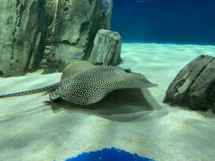 OdySea honeycomb stingray bee - KTAR.com