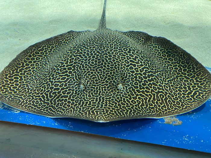 OdySea honeycomb stingray bee - KTAR.com