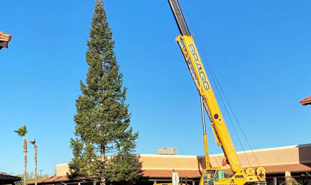 Arizona’s largest Christmas tree arrives at Anthem Outlets