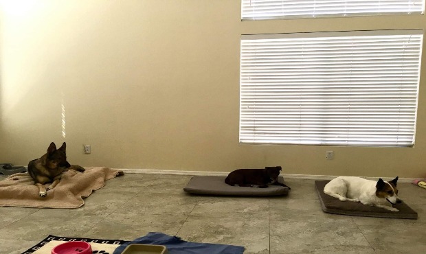 Maricopa County Sheriff's Office to invest in upgraded animal care facility