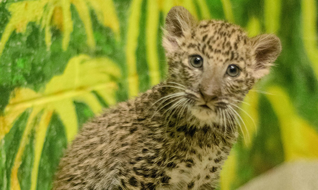 Babies from a variety of species arrive at Wildlife World Zoo