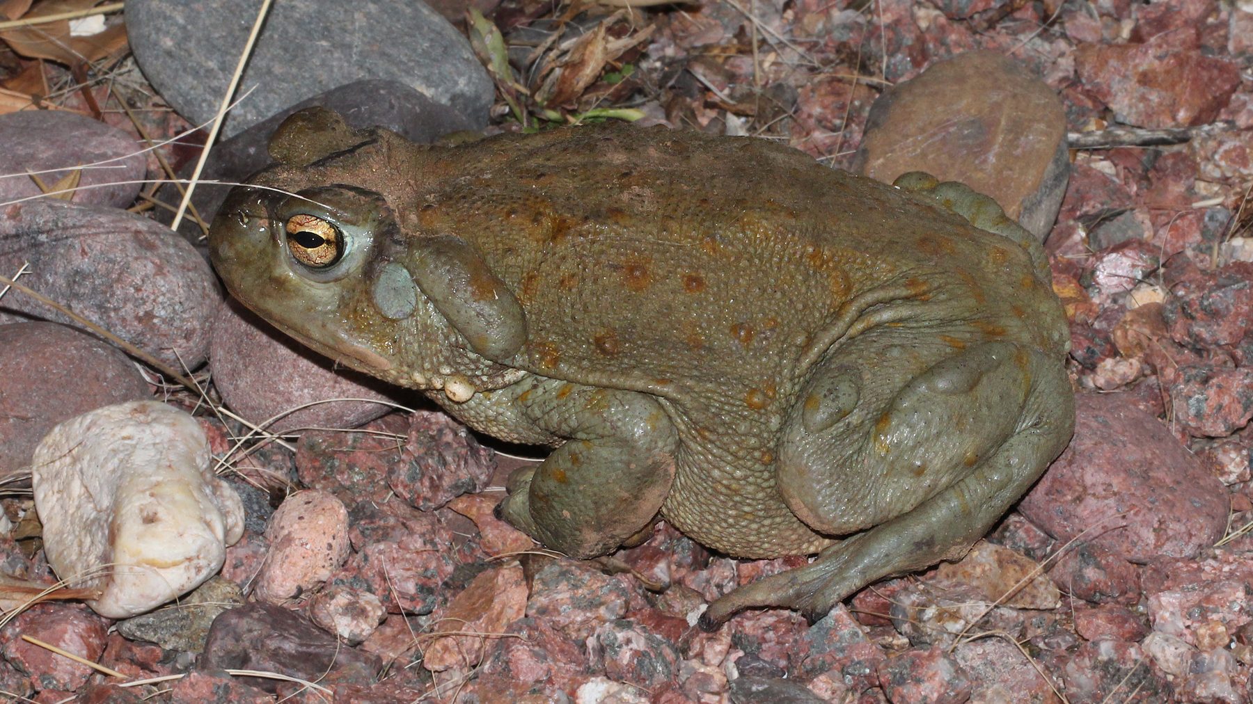 Rain from monsoon season in Arizona brings toxic Sonoran Desert toads ...