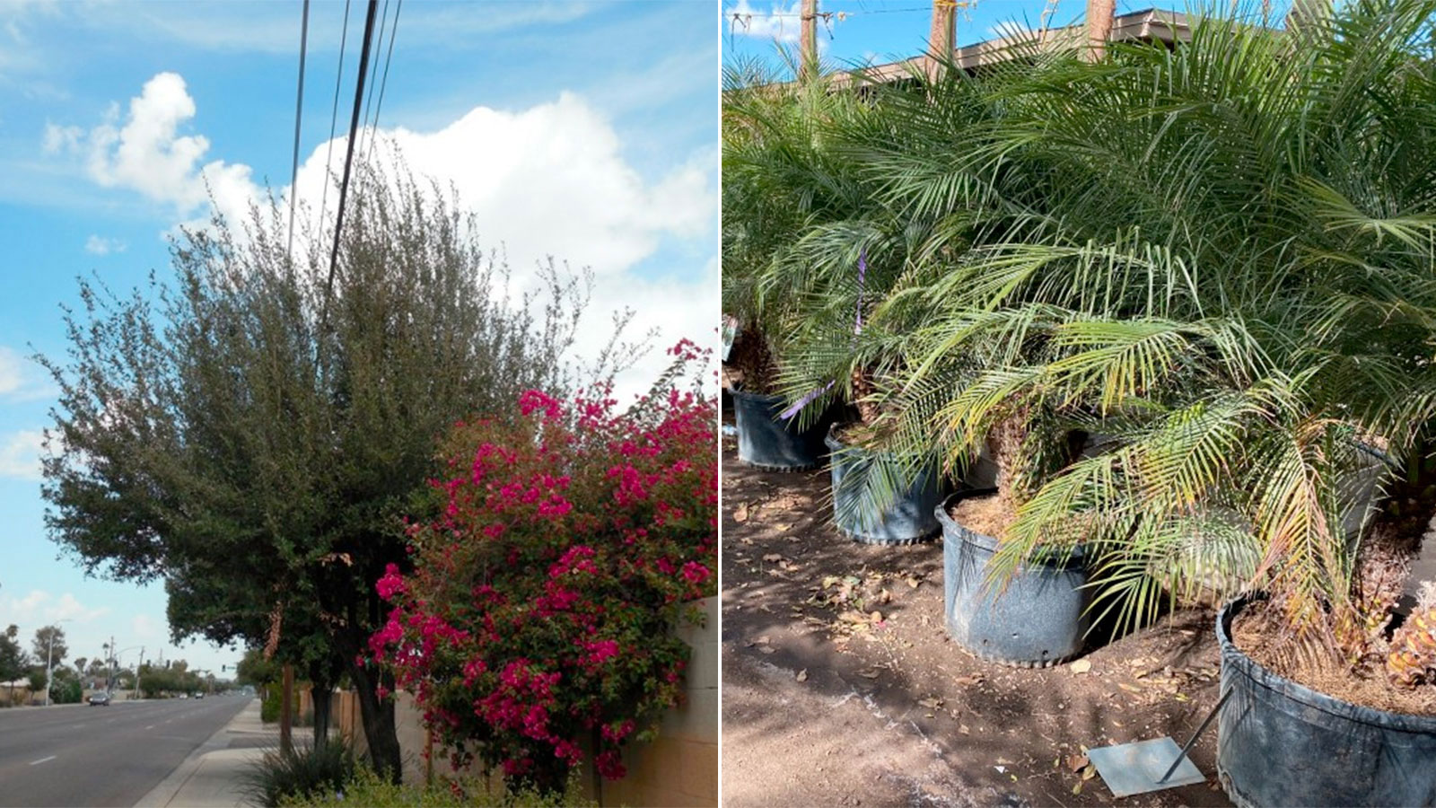 Avondale, SRP partner to remove trees that threaten power lines, plant ...