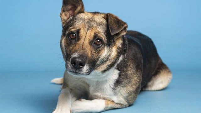 Arizona Humane Society waives adoption fees for dogs age 1 and older ...