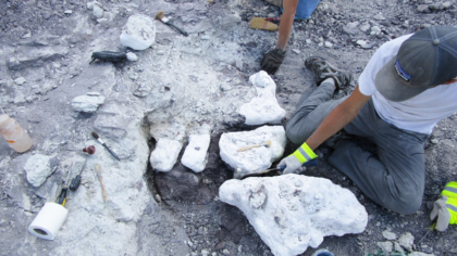 Fossils reveal new reptile species in the Petrified Forest