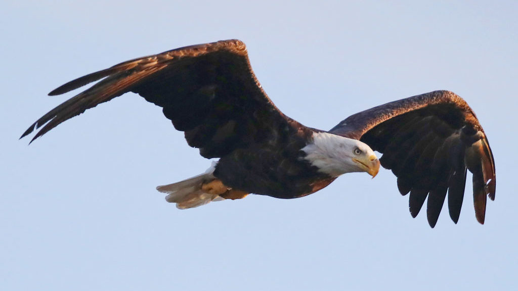AZGFD says avoid disturbing bald eagles as breeding season begins