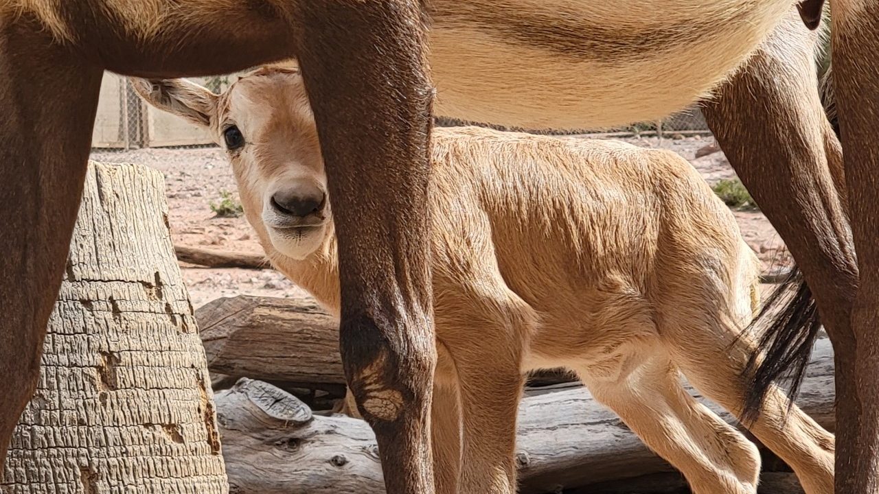 Arabian oryx calves born at Phoenix Zoo as species continues to rebound