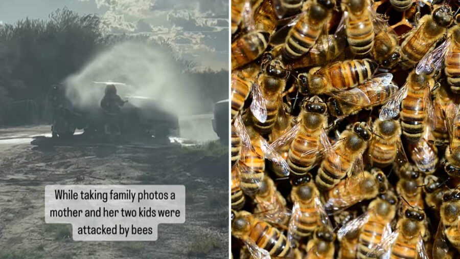 Mother stung 75 times while protecting kids from bee swarm in West Valley