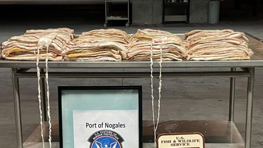 CBP officers in Arizona seize $2.7 million in Totoaba Swim Bladders