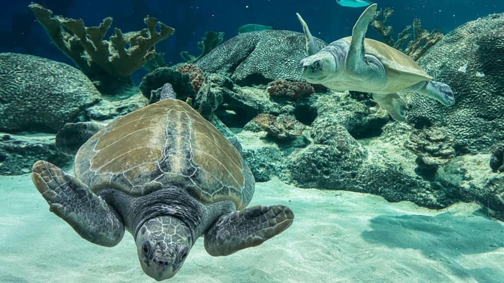 Two endangered sea turtles are now home at OdySea Aquarium