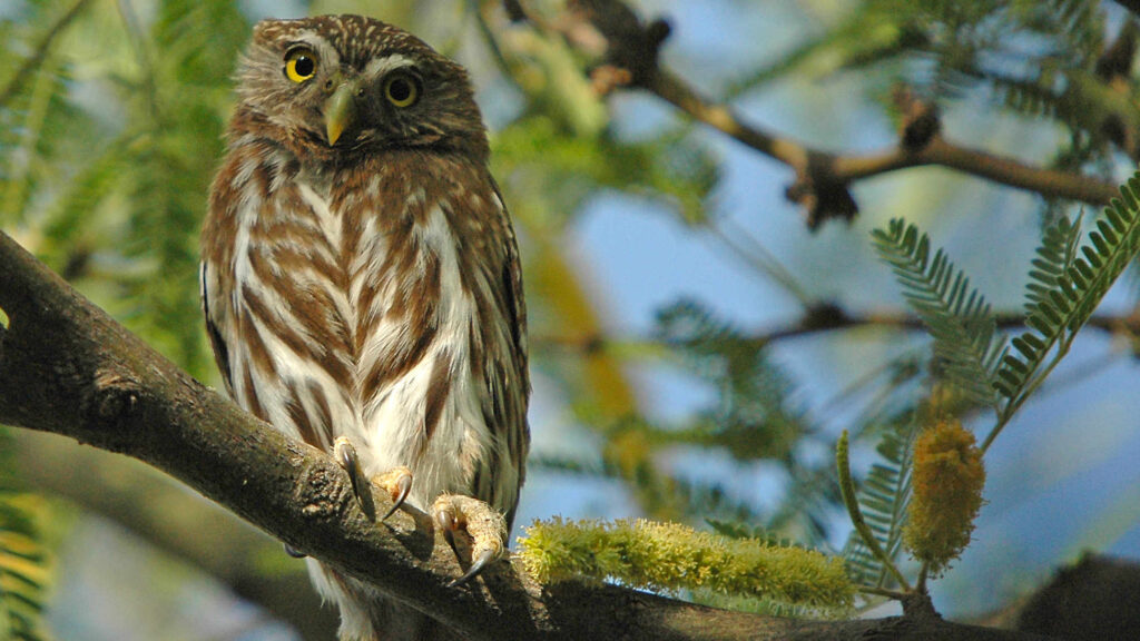 How Arizona's cactus ferruginous pygmy owl won its protection
