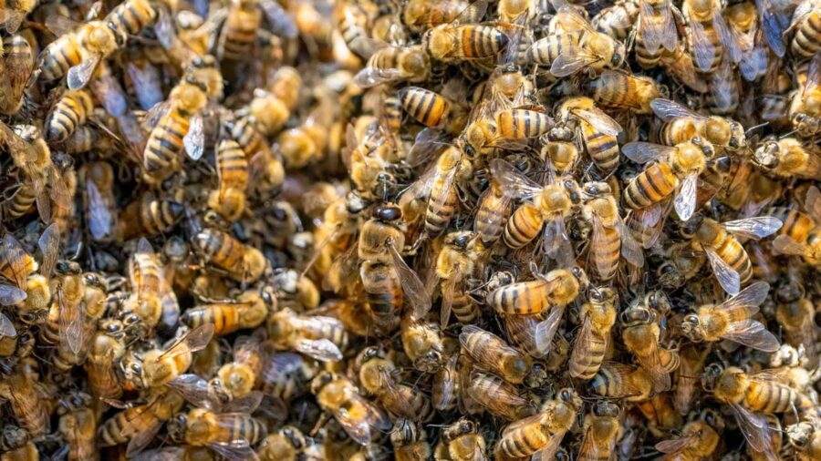 Man, children stung by swarm of bees in Surprise