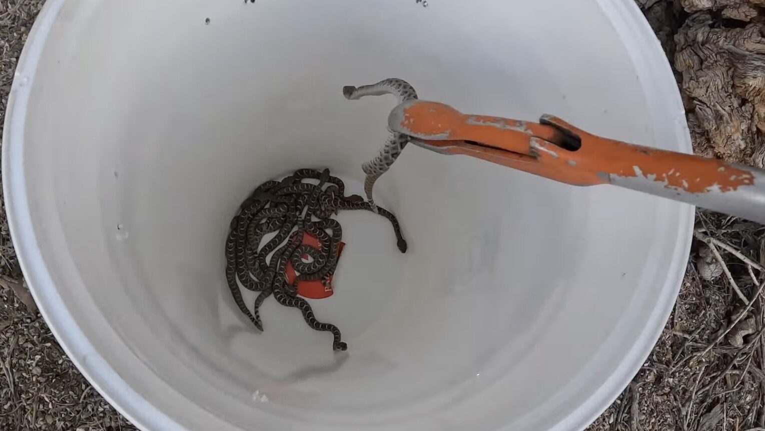 Nearly two dozen rattlesnakes removed from Mesa garage