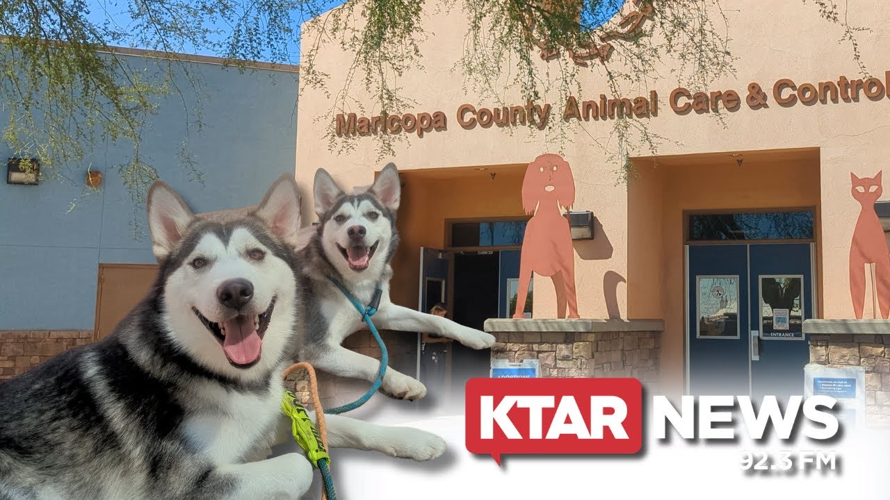 Video: Huskies are now the second most common breed in Maricopa County ...