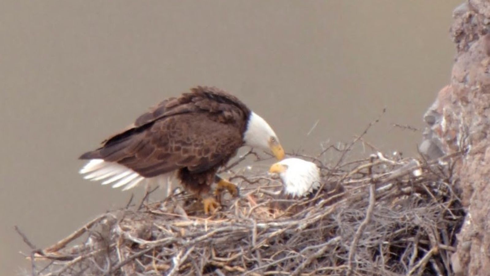 Arizona's bald eagles have 97 breeding sites throughout the state