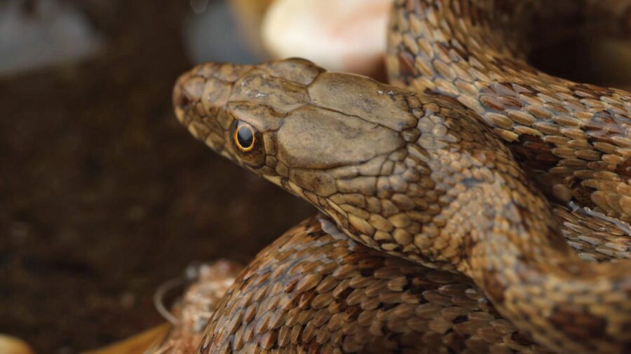 Arizona's diverse wildlife benefits from Endangered Species Act