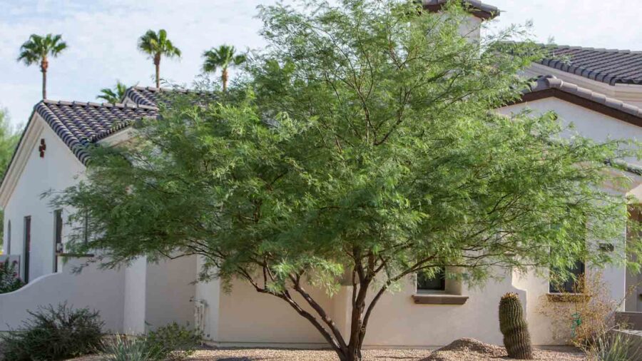 SRP shade trees: Officials incentivize residents with freebies