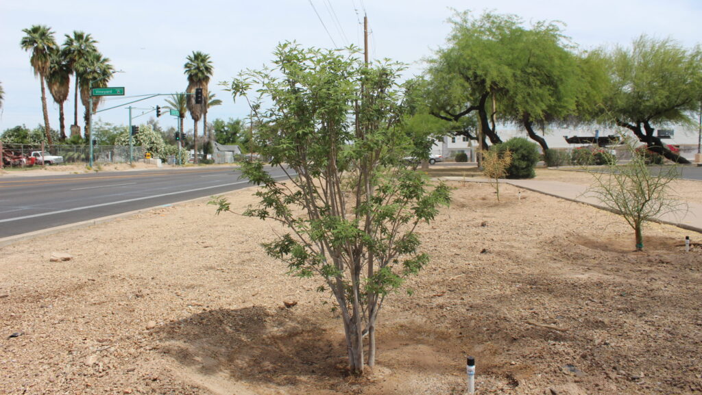 City of Phoenix, SRP remove trees close to power lines. plant more
