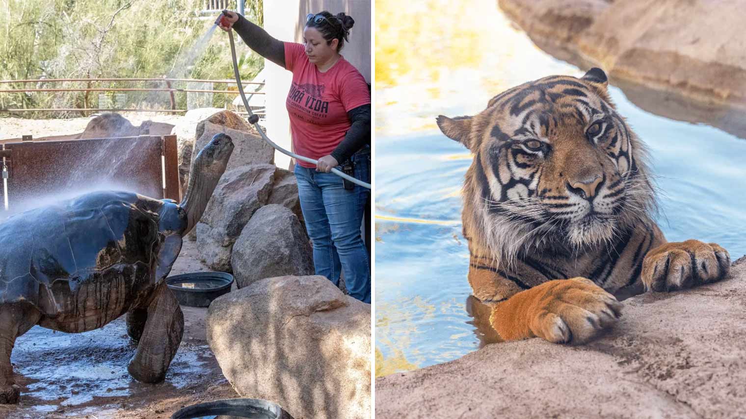 Phoenix Zoo hours: Earlier, shorter schedule during hot months
