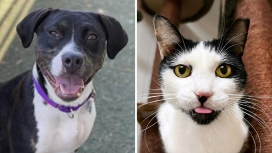 Free pet adoptions available from Arizona Animal Welfare League