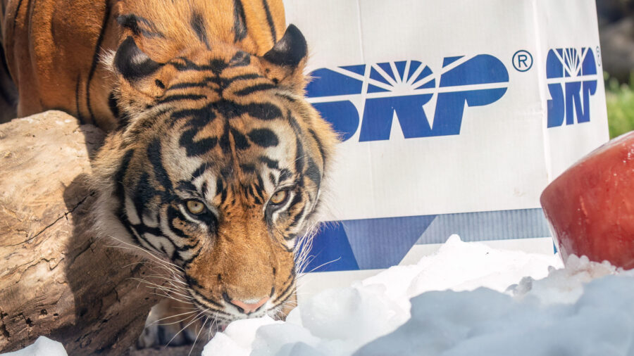 SRP bringing 10 tons of snow to animals at Phoenix Zoo