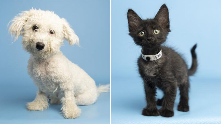 Free pet adoptions this weekend at Arizona Humane Society