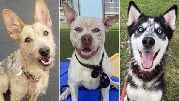 Free dog adoptions available for day at Maricopa County shelters