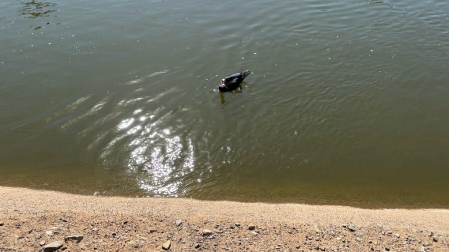 Phoenix daily heat records: 15 days in a row
