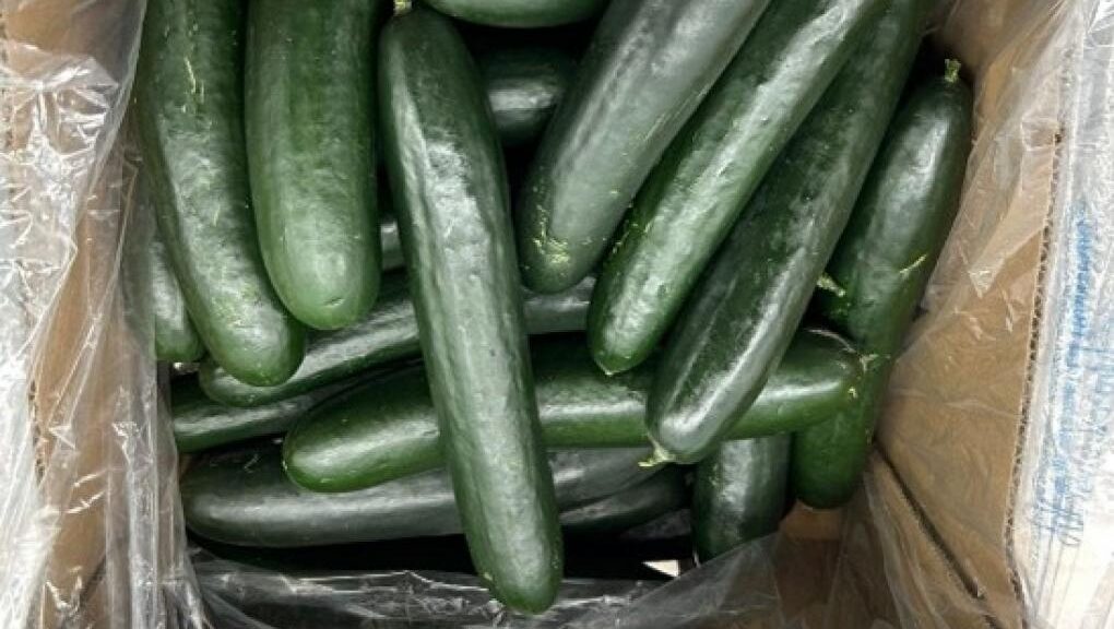 SunFed Produce recalls cucumbers due to salmonella outbreak